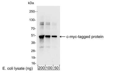 c-Myc Antibody [Biotin] (NB600-334B): Novus Biologicals